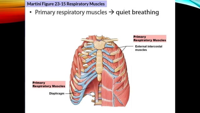 Types of respiration.pptx