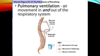 Types of respiration.pptx