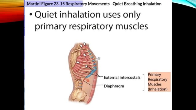 Types of respiration.pptx