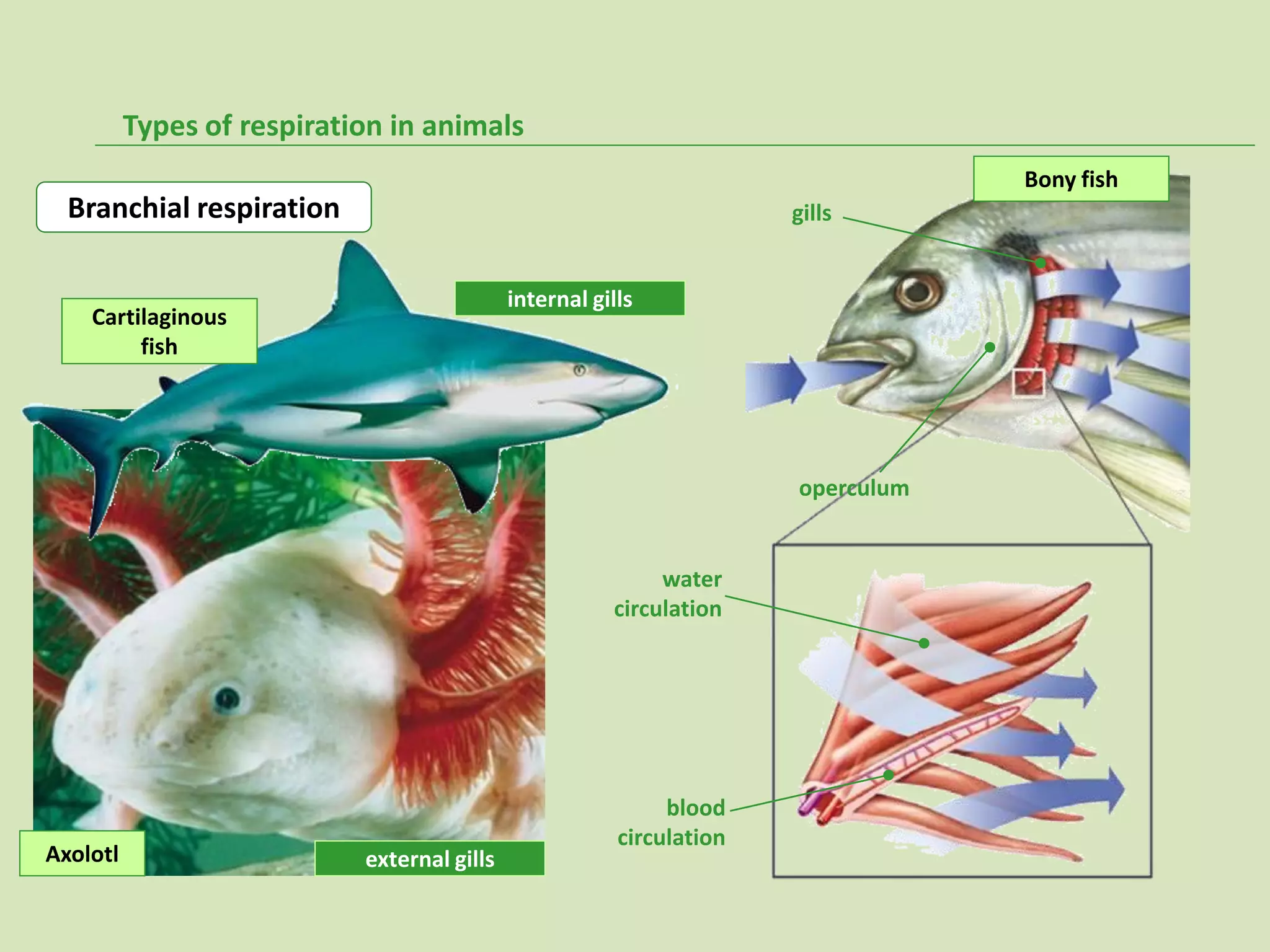 Types of respiration (1) | PDF
