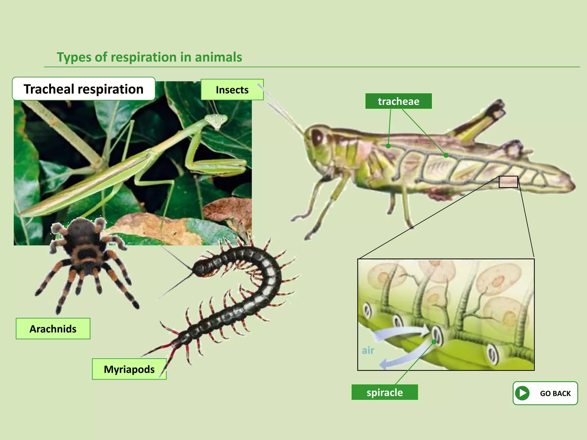 Types of respiration (1) | PDF