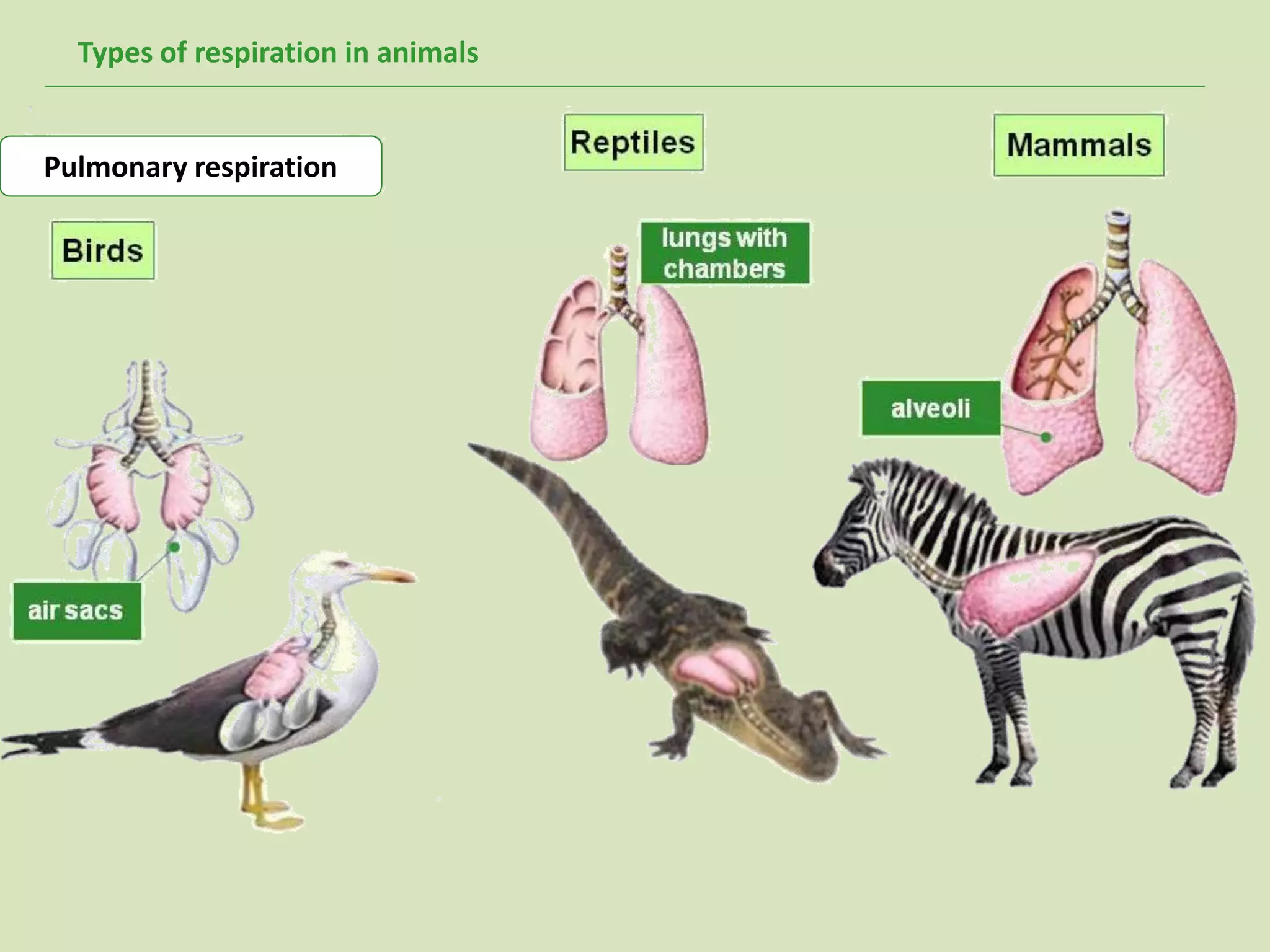 Types of respiration (1) | PDF
