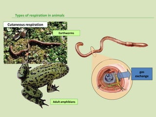 Types of respiration (1) | PDF