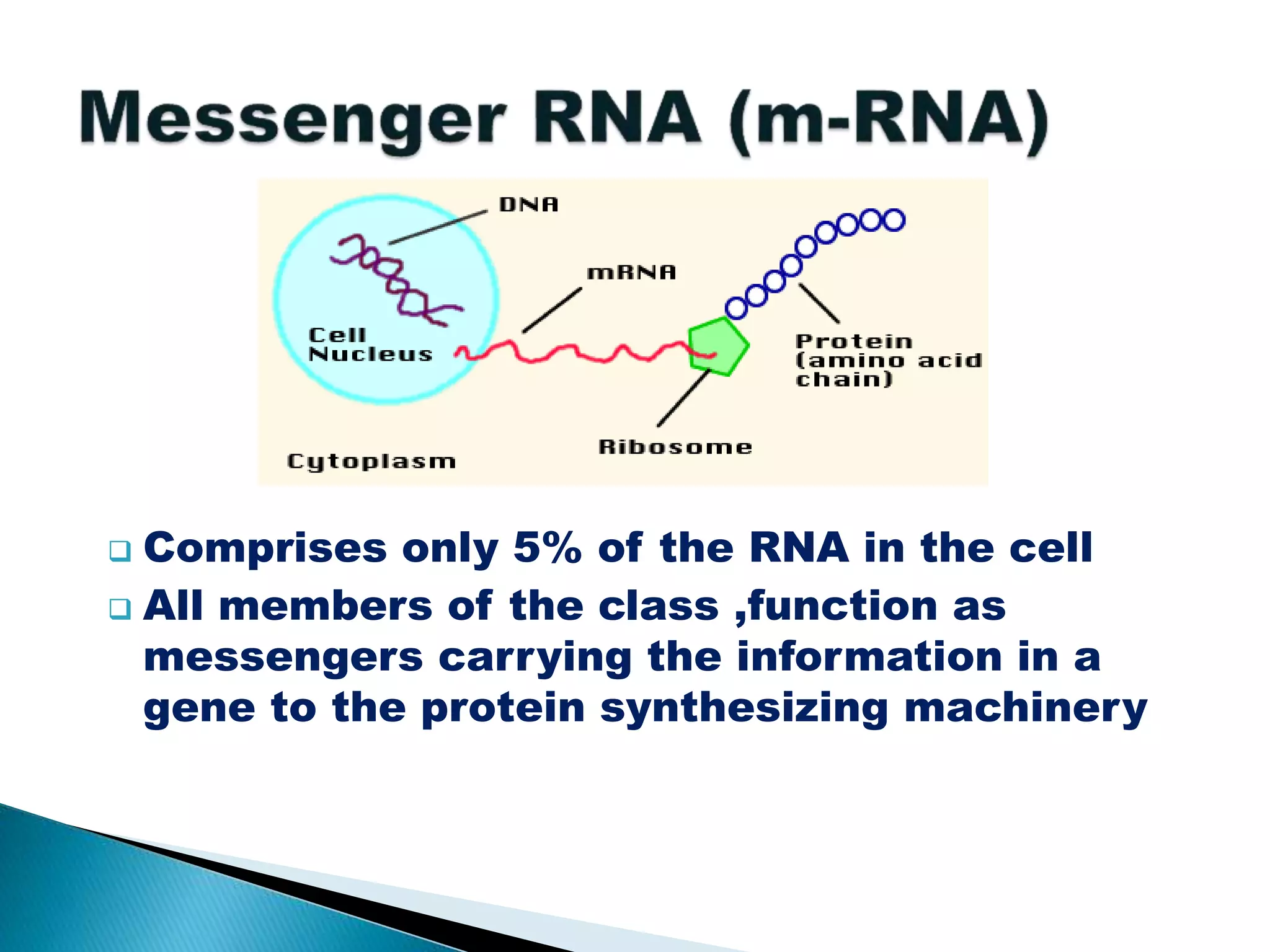 Types Of Rna Pptx Programming Languages Computing