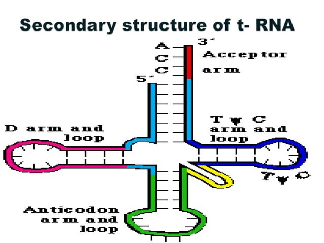 Types of rna | PPTX | Programming Languages | Computing