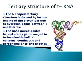 Types of rna | PPTX | Programming Languages | Computing