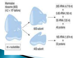 Types of rna | PPTX | Programming Languages | Computing