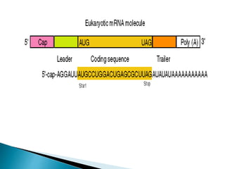 Types of rna | PPTX | Programming Languages | Computing