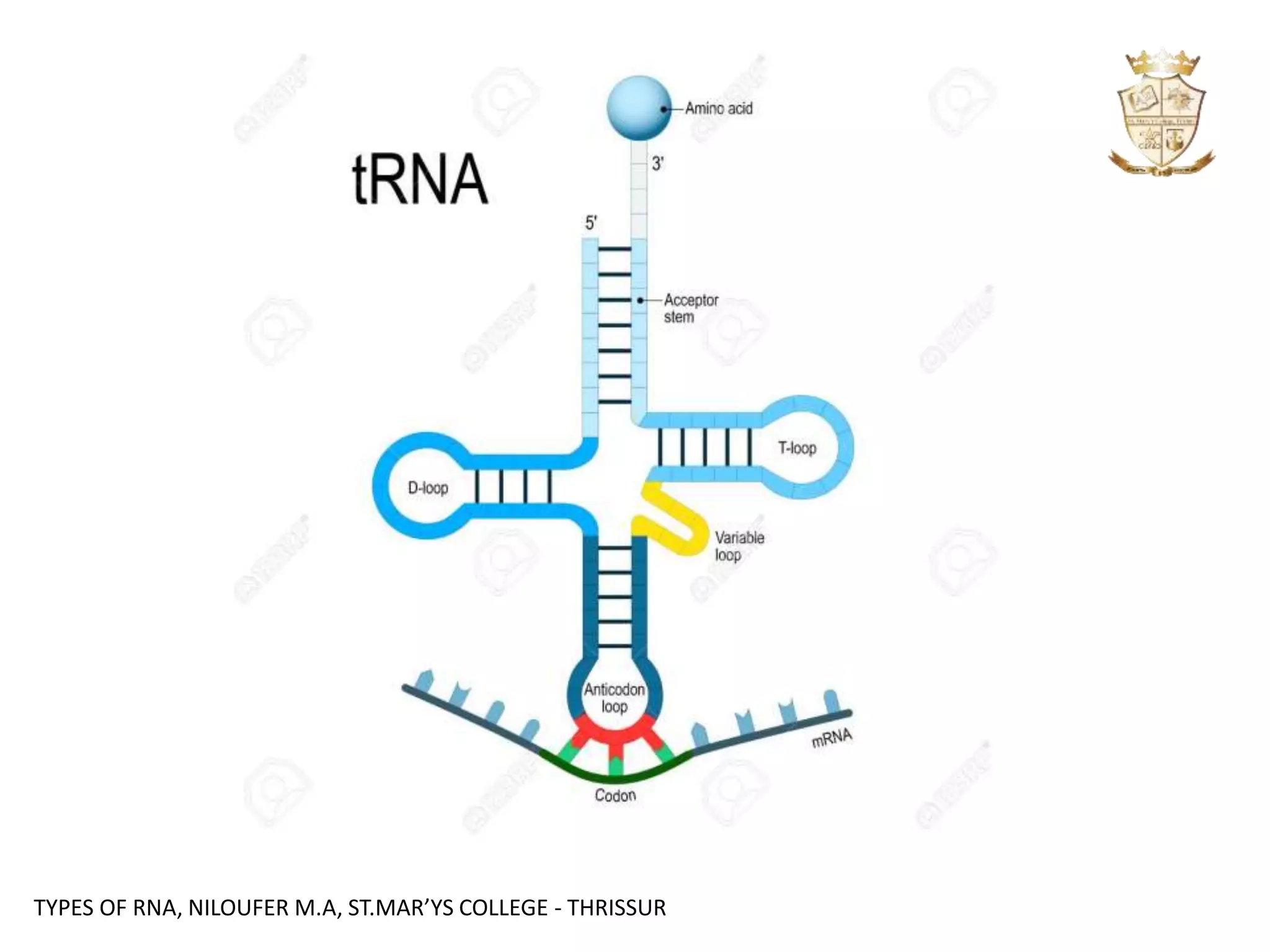 Types of RNA | PPTX