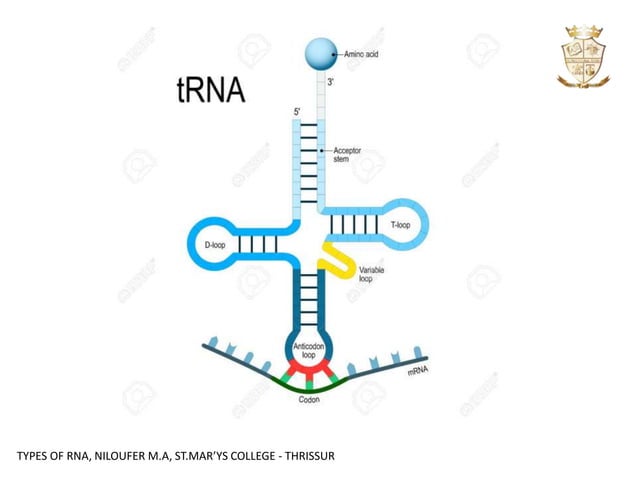 Types of RNA | PPTX