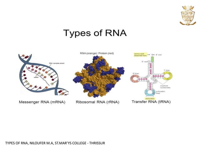 Types of RNA | PPTX
