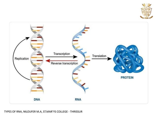 Types of RNA | PPTX