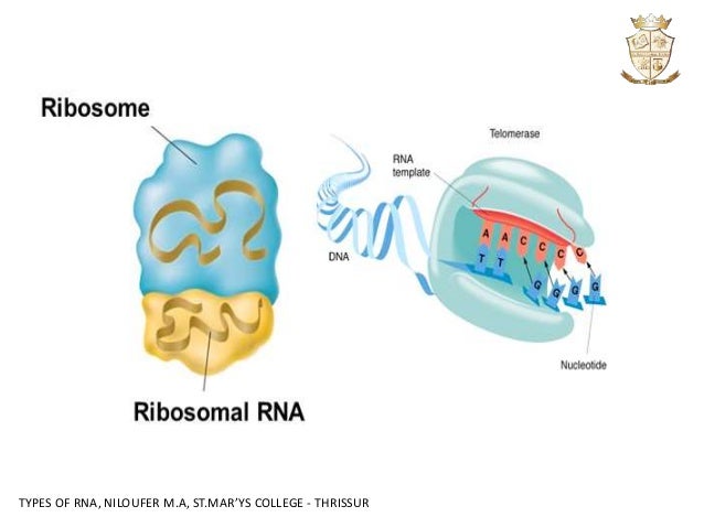 Types of RNA