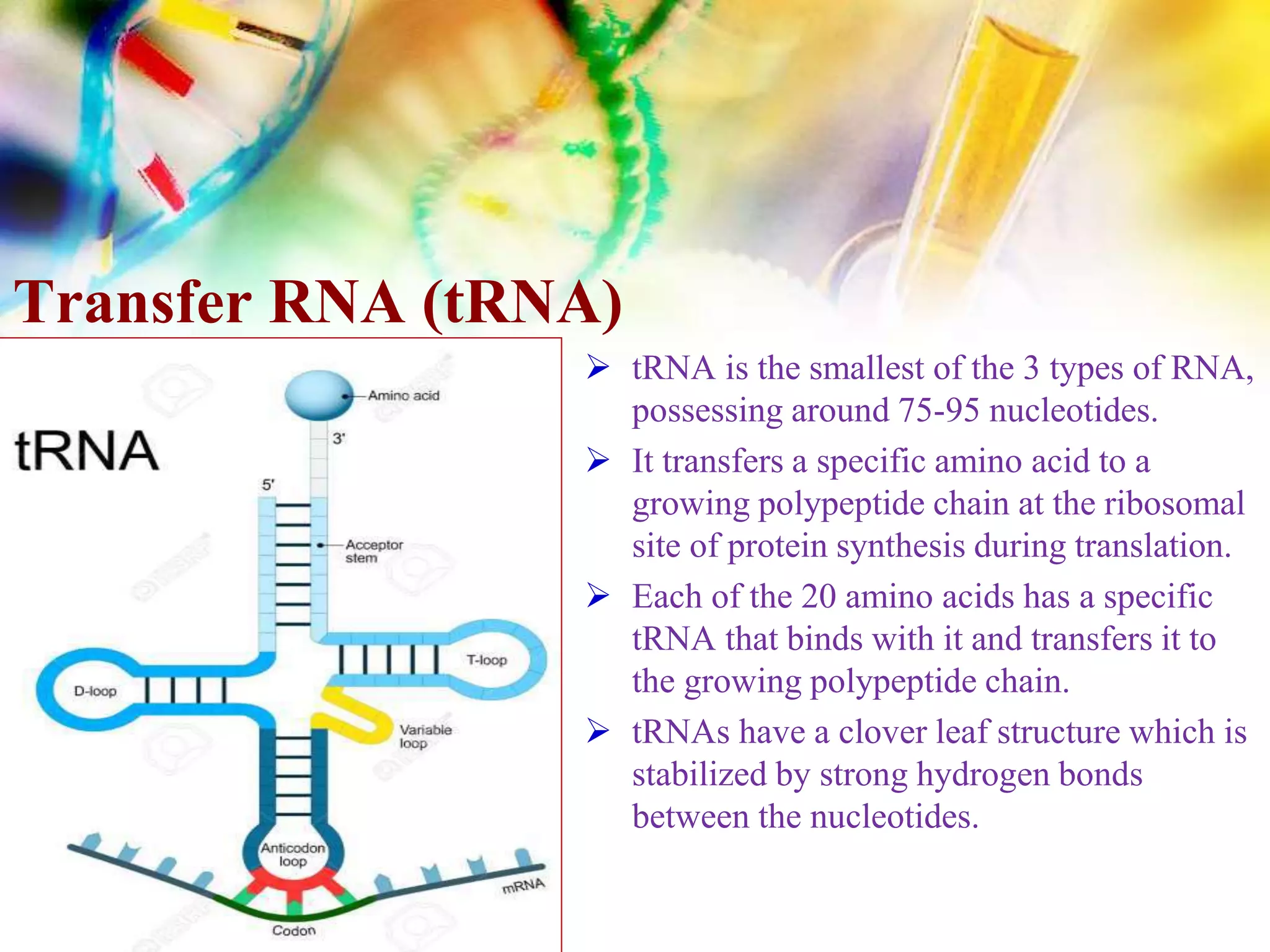 Types of RNA | PPTX