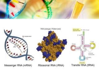Types of RNA | PPTX