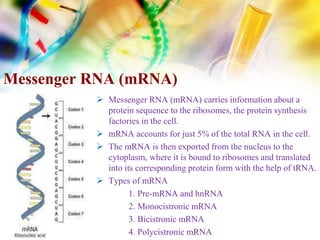 Types of RNA | PPTX