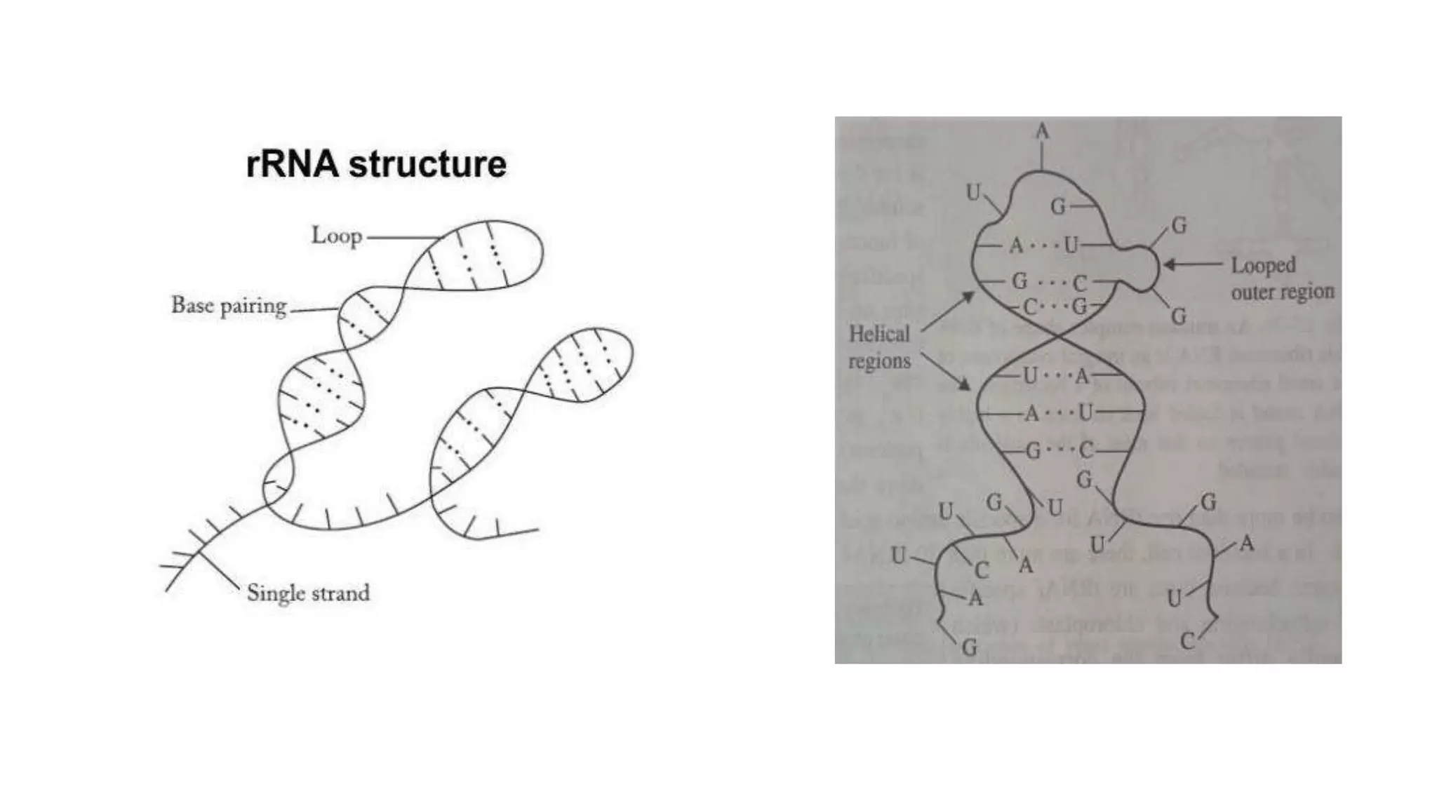 TYPES OF RNA.pptx