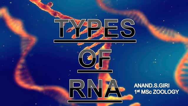 TYPES OF RNA.pptx