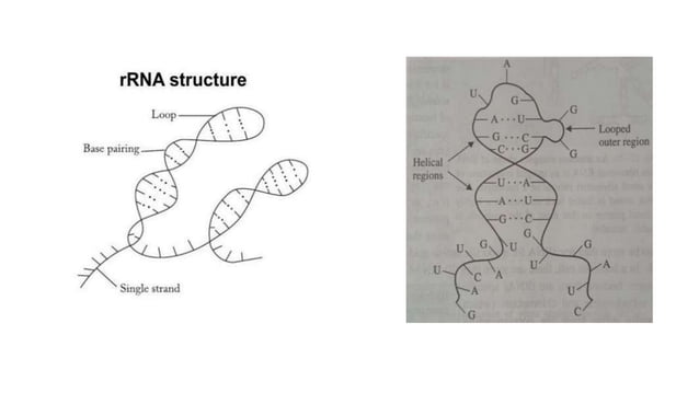 TYPES OF RNA.pptx