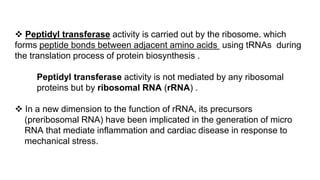 TYPES OF RNA.pptx