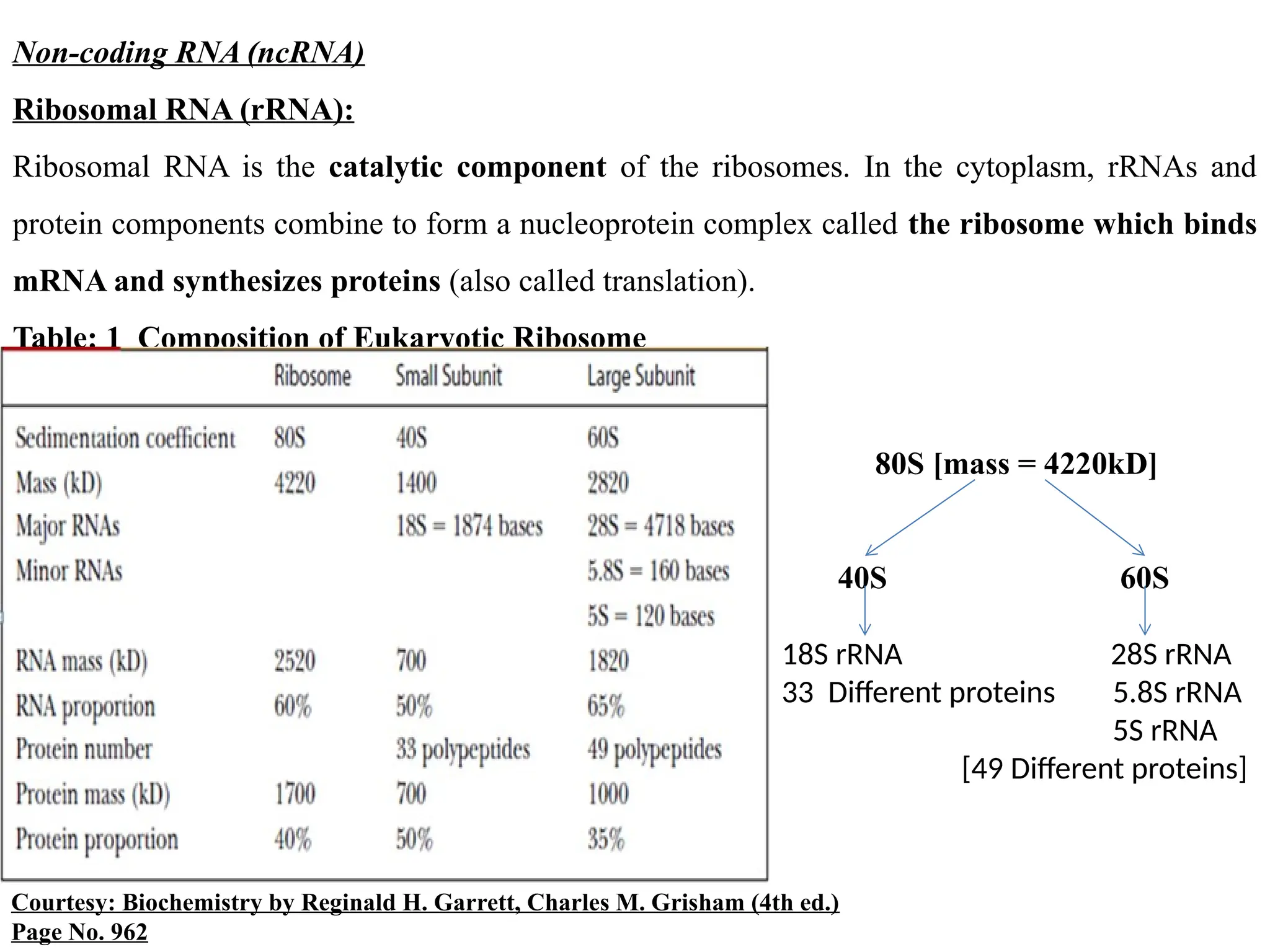Types of RNA , structure and its functions.pptx