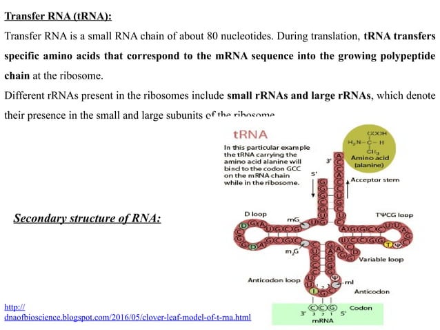 Types of RNA , structure and its functions.pptx