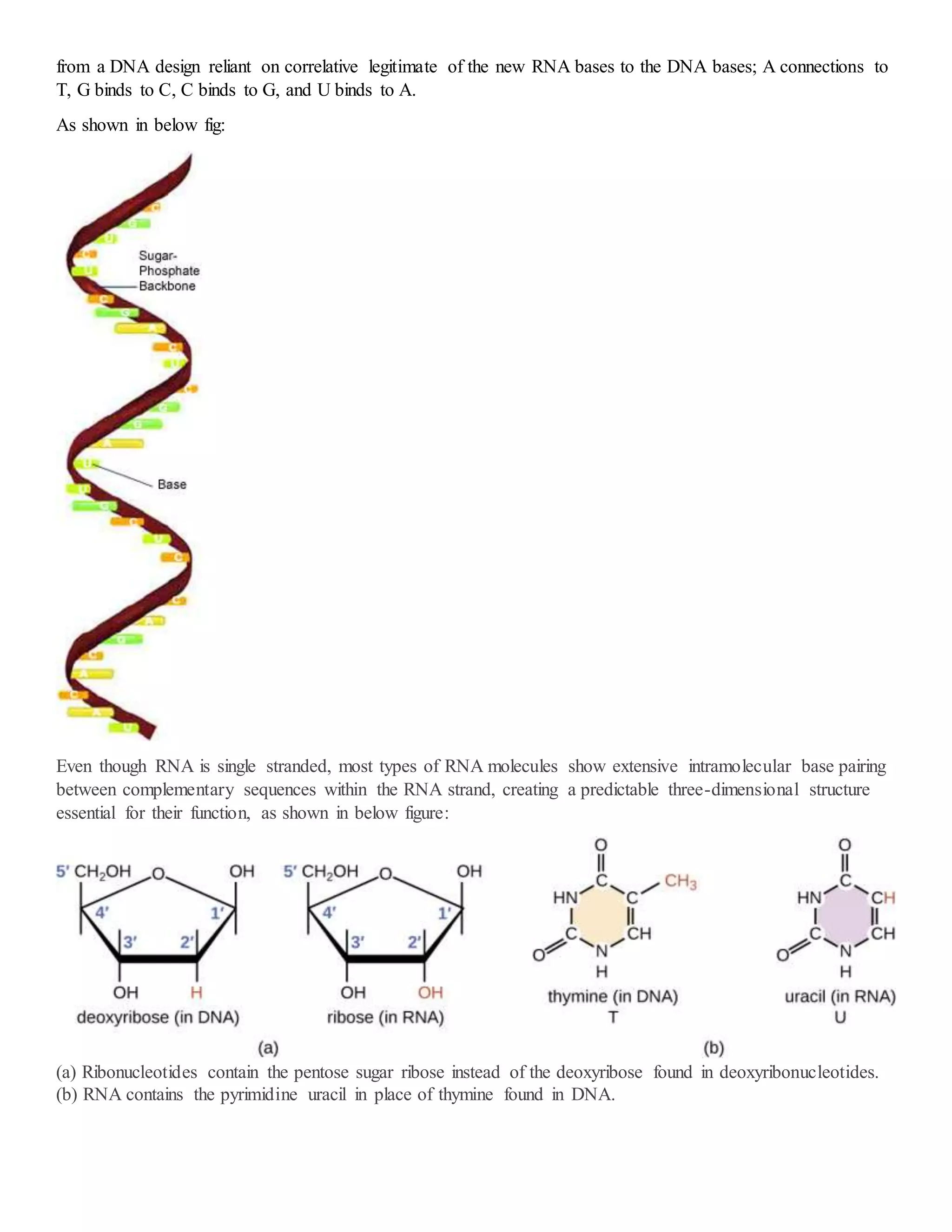 Types Of Rna And Their Functions Docx Programming Languages Computing