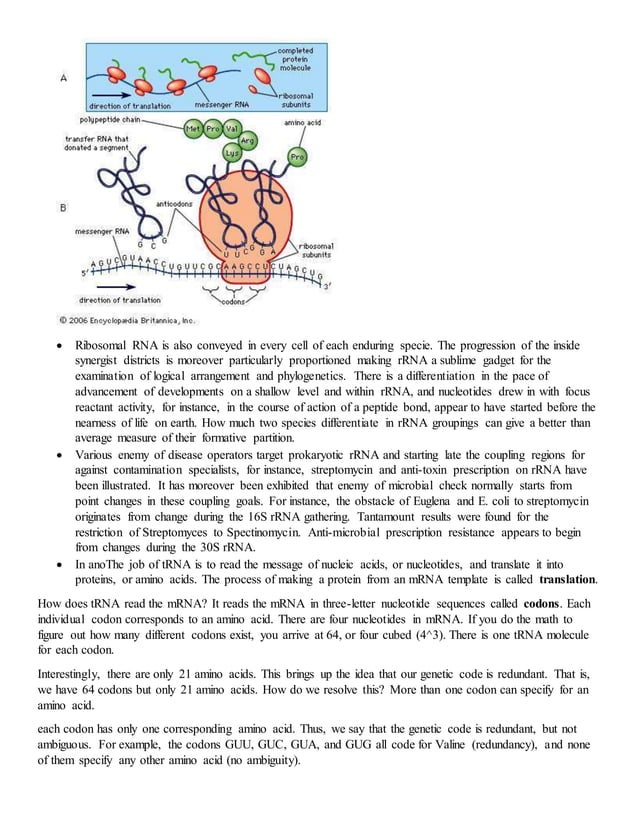 Types Of Rna And Their Functions Docx Programming Languages Computing