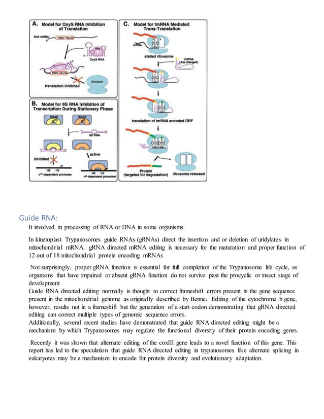 Types Of Rna And Their Functions Docx Programming Languages Computing