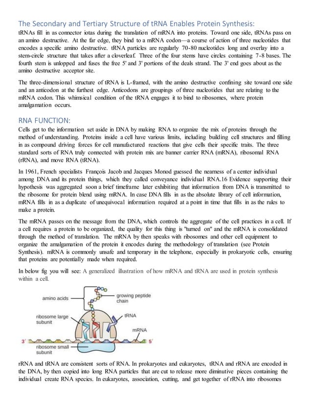 Types of RNA and their functions | DOCX | Programming Languages | Computing