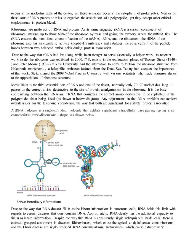 Types of RNA and their functions | DOCX | Programming Languages | Computing