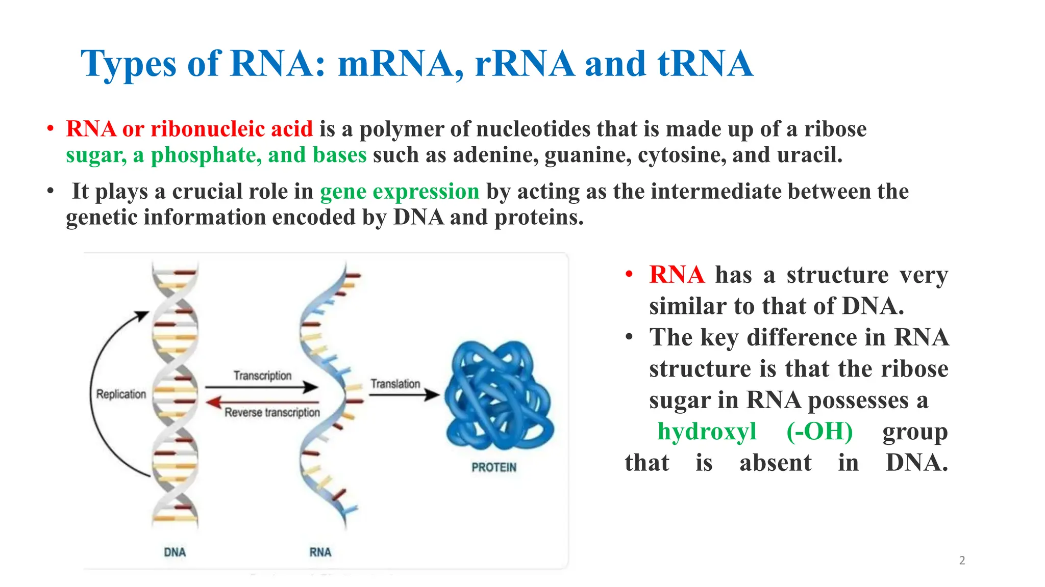 Types of RNA and Translation (Protein synthesis) | PDF