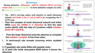 Types of RNA and Translation (Protein synthesis) | PDF