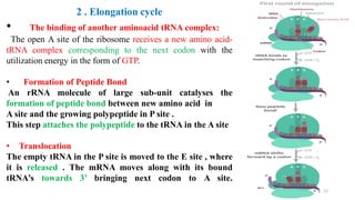 Types of RNA and Translation (Protein synthesis) | PDF