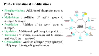 Types of RNA and Translation (Protein synthesis) | PDF