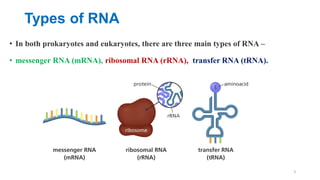 Types of RNA and Translation (Protein synthesis) | PDF