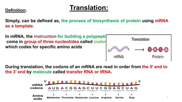 Types of RNA and Translation (Protein synthesis) | PDF