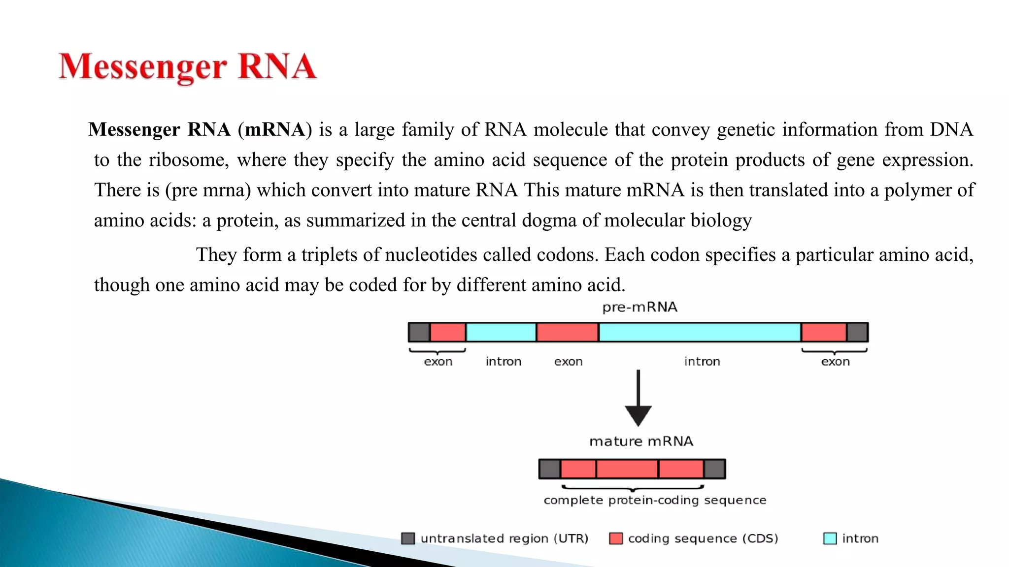 Types of RNA | PPTX | Programming Languages | Computing
