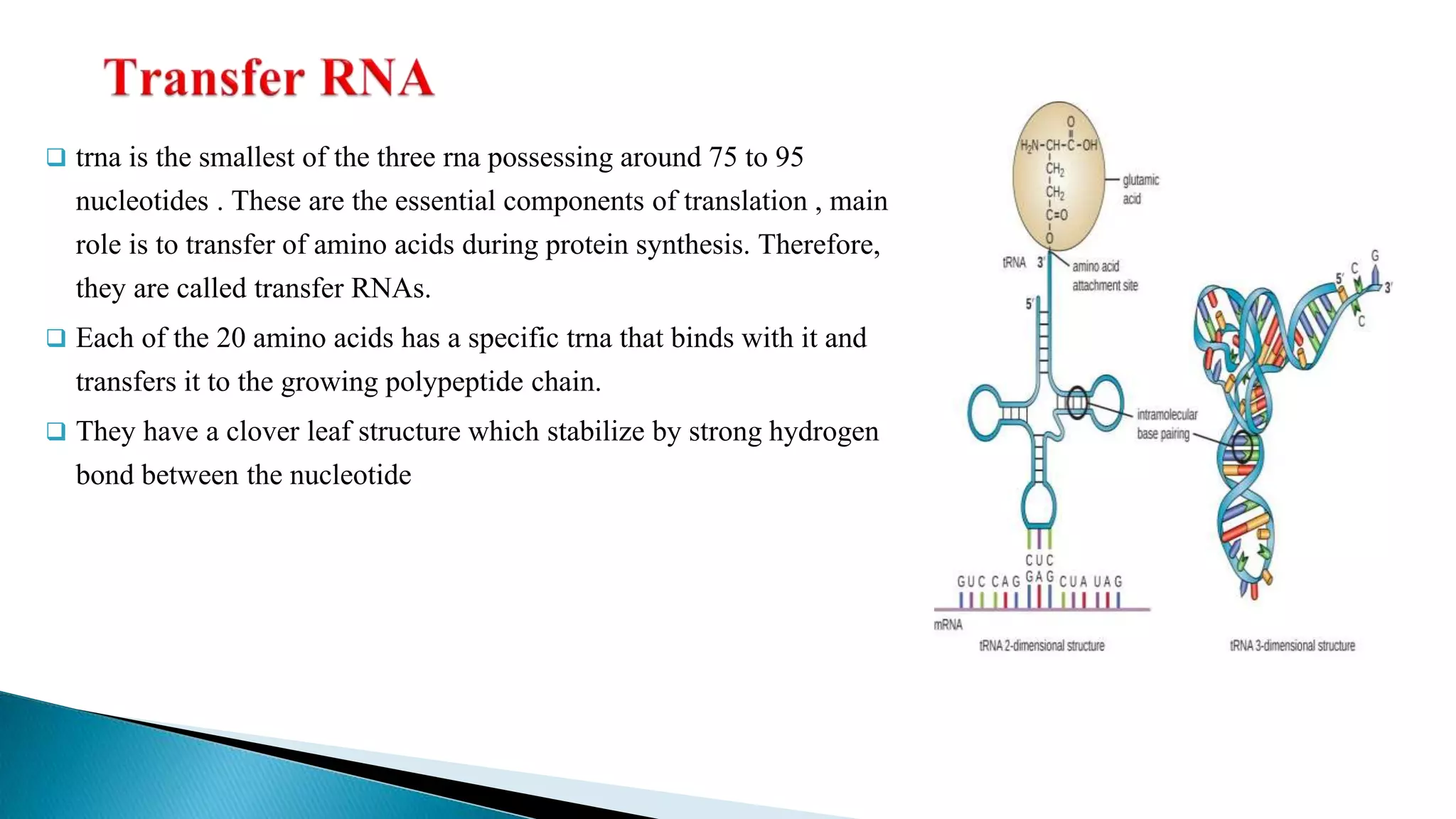 Types of RNA | PPTX | Programming Languages | Computing