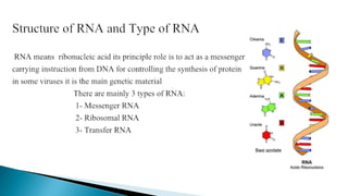 Types of RNA | PPTX | Programming Languages | Computing