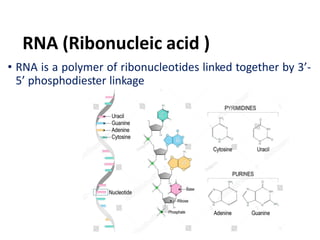 Types of RNAs.pdf