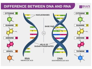 Types of RNAs.pdf