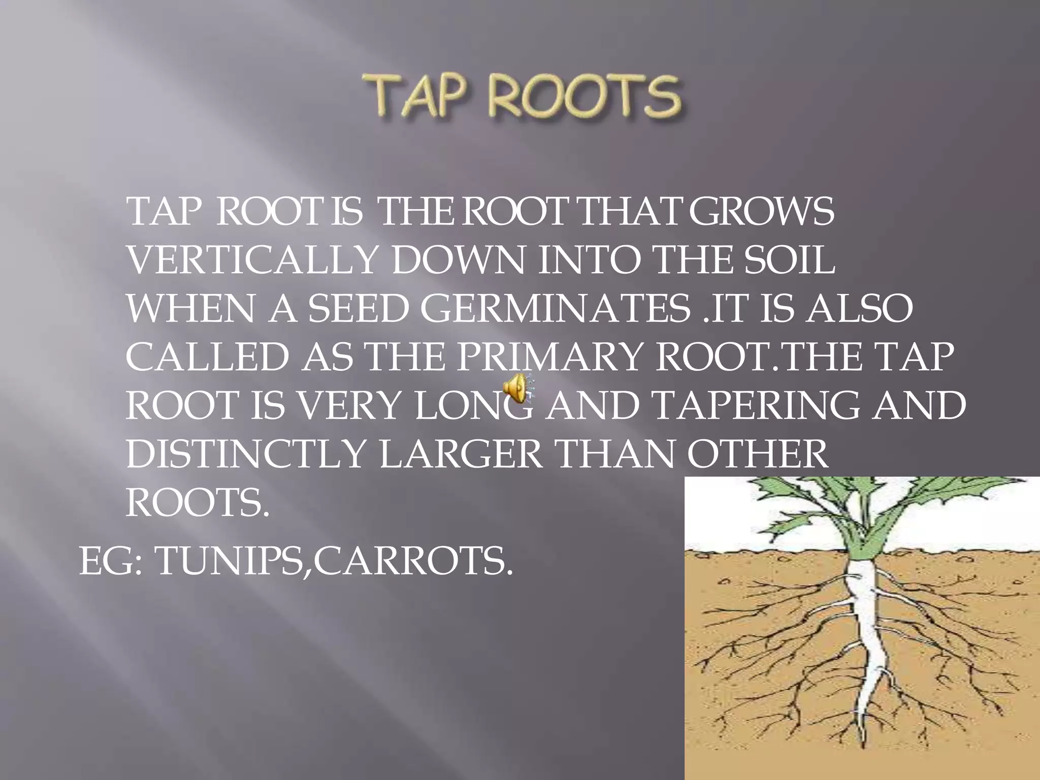 Types of roots | PPTX