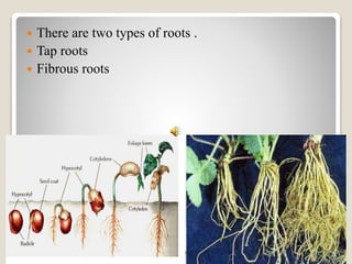 Types of roots | PPTX