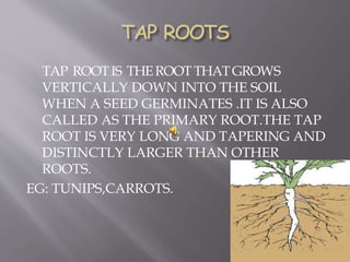 Types of roots | PPTX