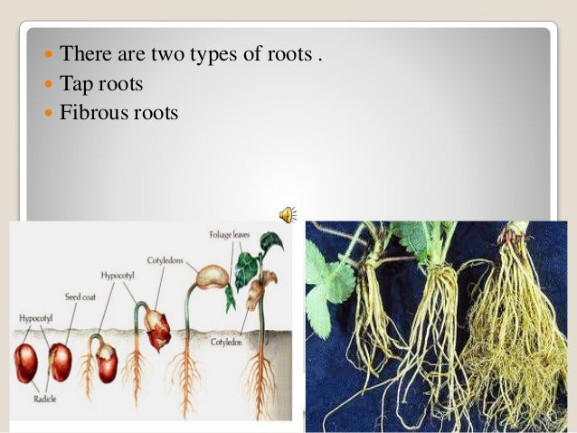 Types of roots