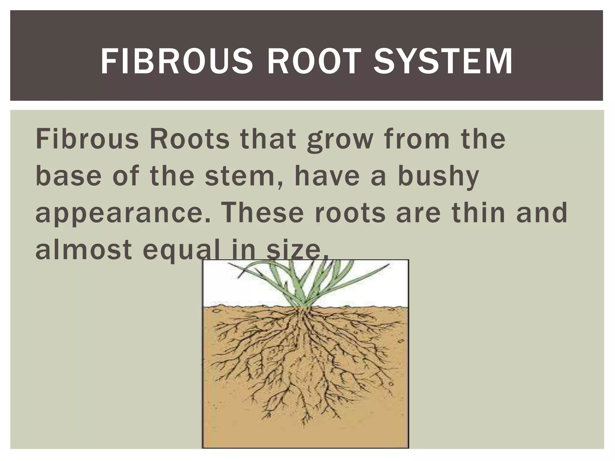 Types of roots | PPTX