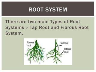 Types of roots | PPTX