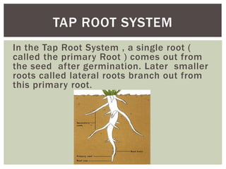 Types of roots | PPTX