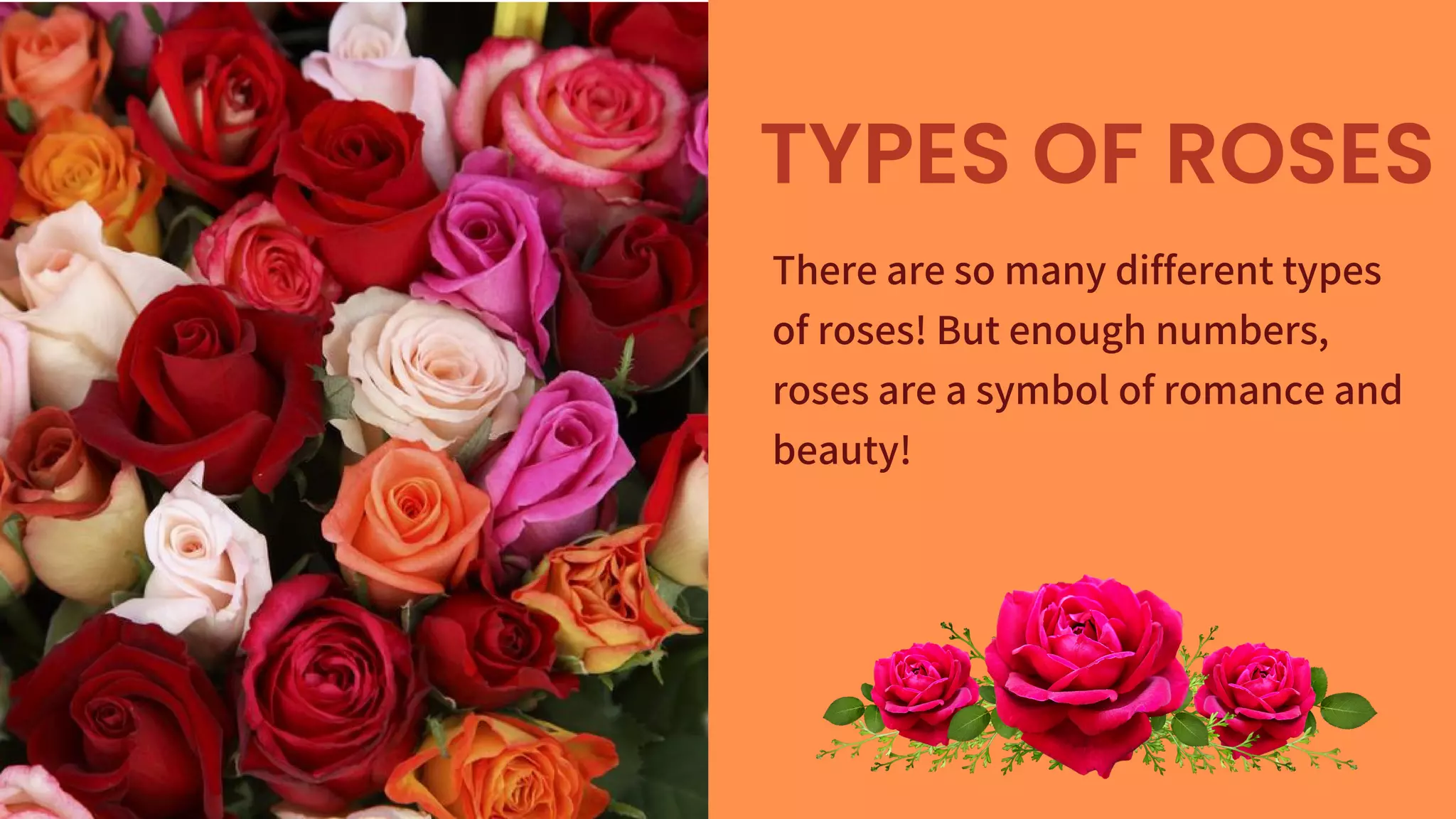 Types of Roses | PDF